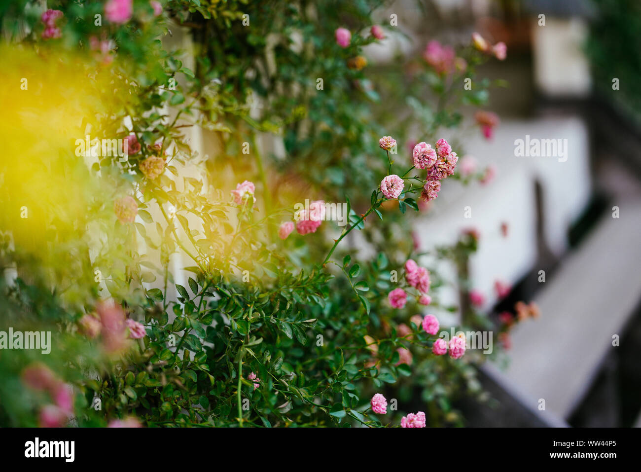 Gardening of rose Stock Photo - Alamy
