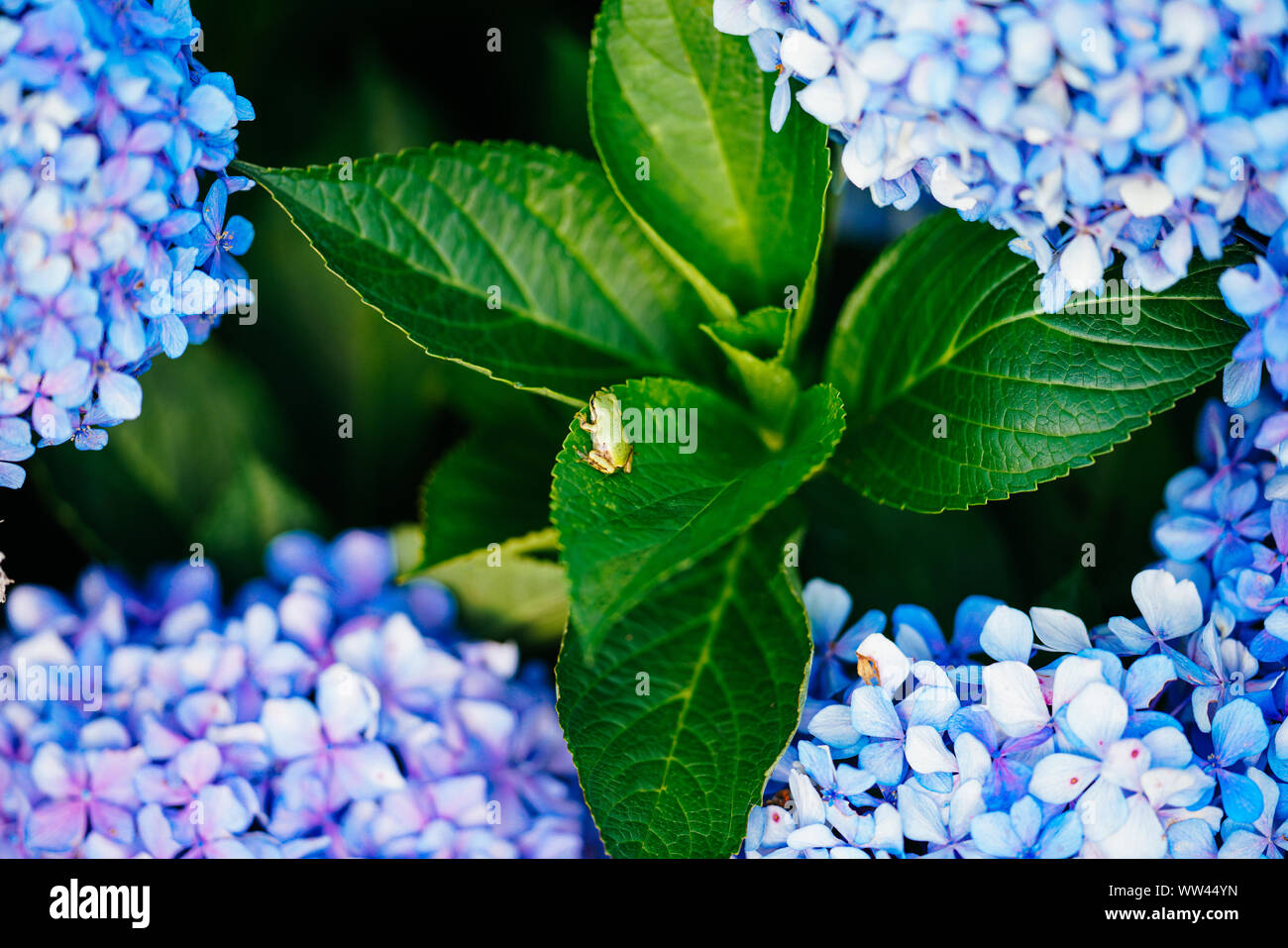 Hydrangea and tree frog Stock Photo - Alamy