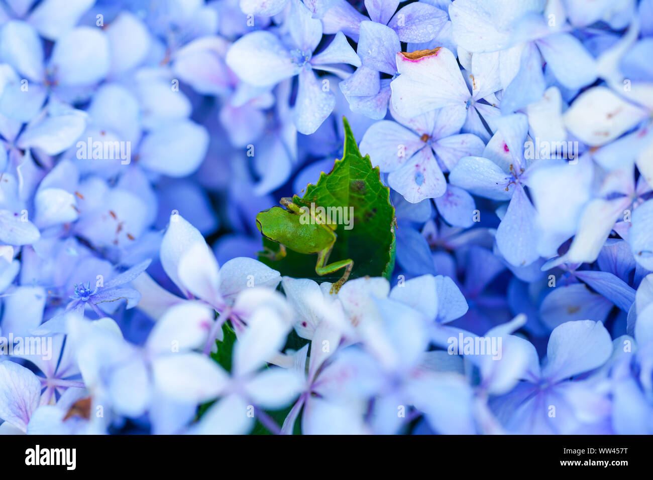 Hydrangea and tree frog Stock Photo - Alamy