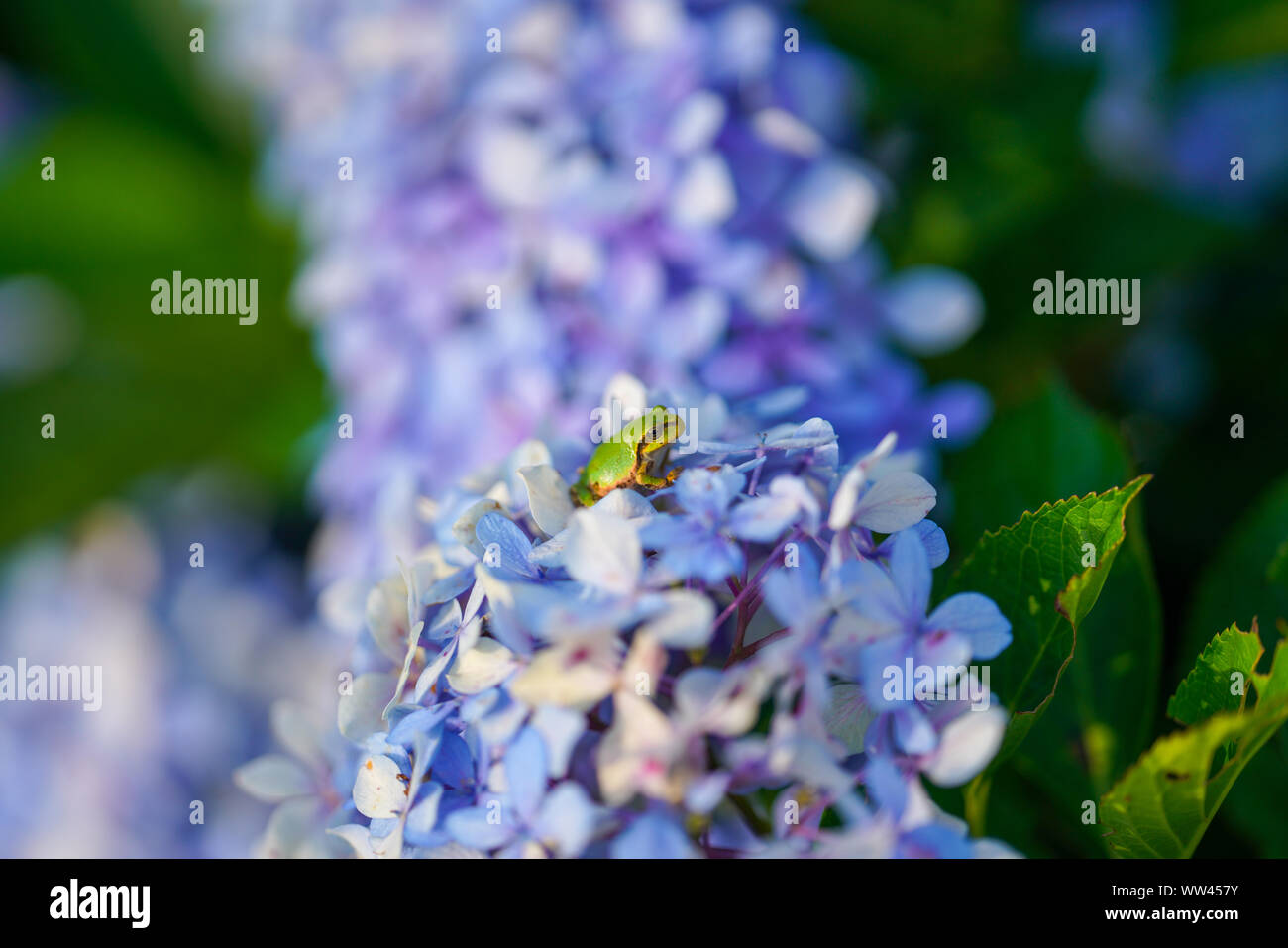 Hydrangea and tree frog Stock Photo - Alamy