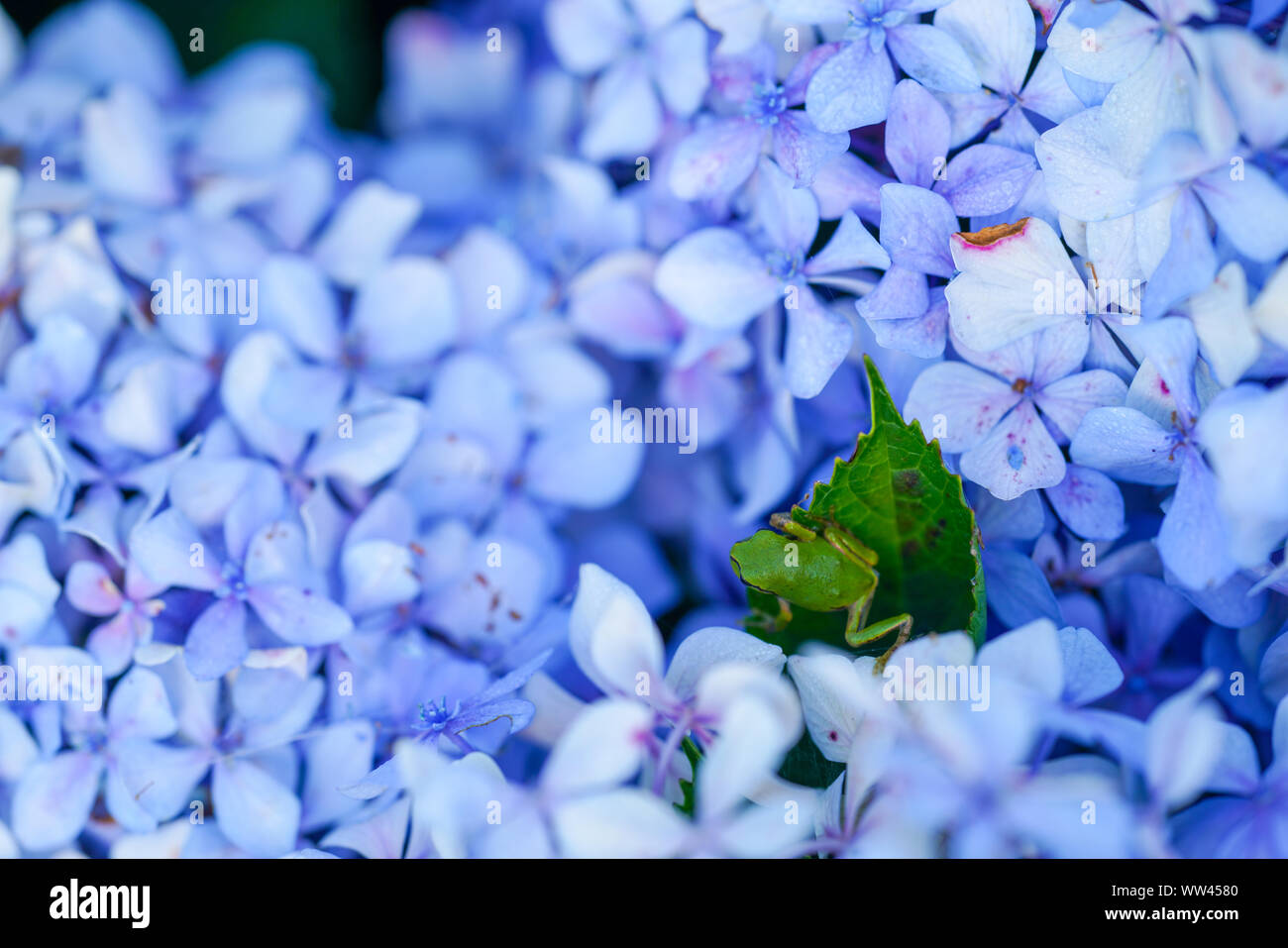 Hydrangea and tree frog Stock Photo - Alamy