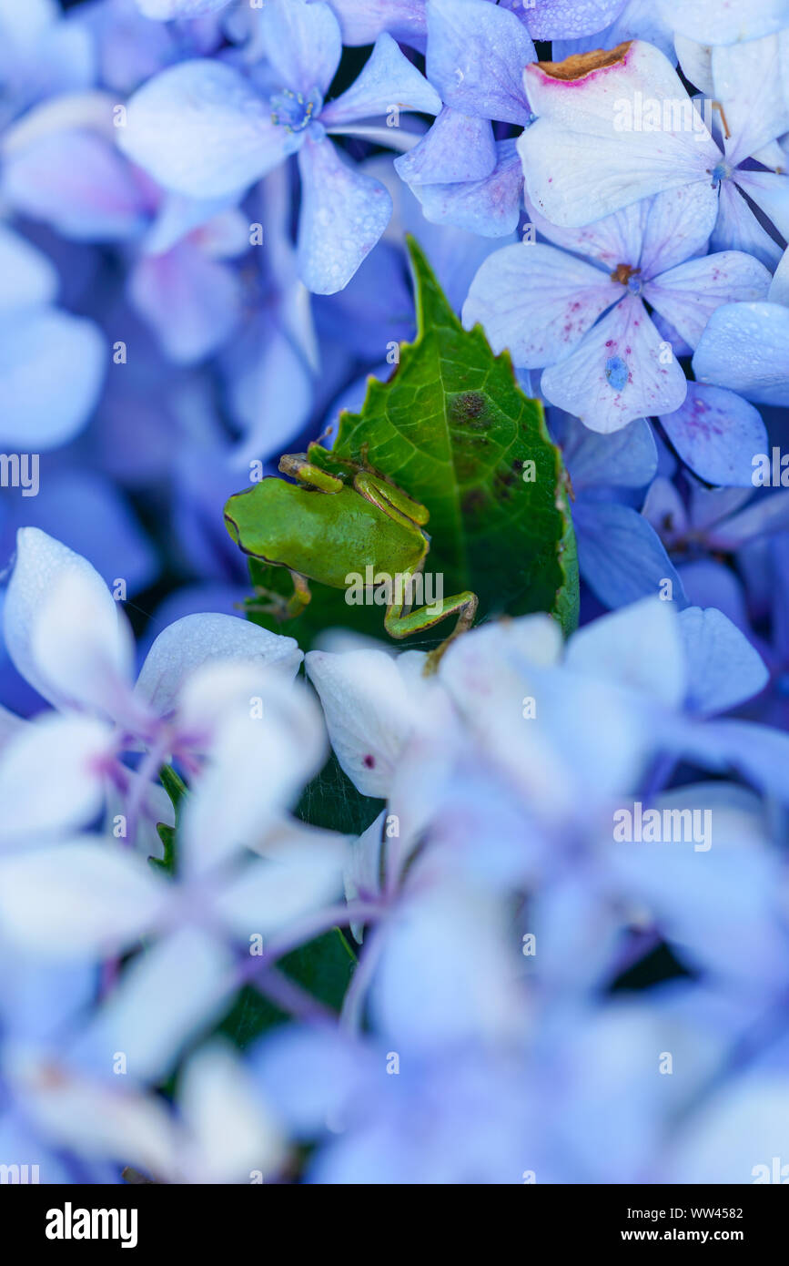 Hydrangea and tree frog Stock Photo - Alamy