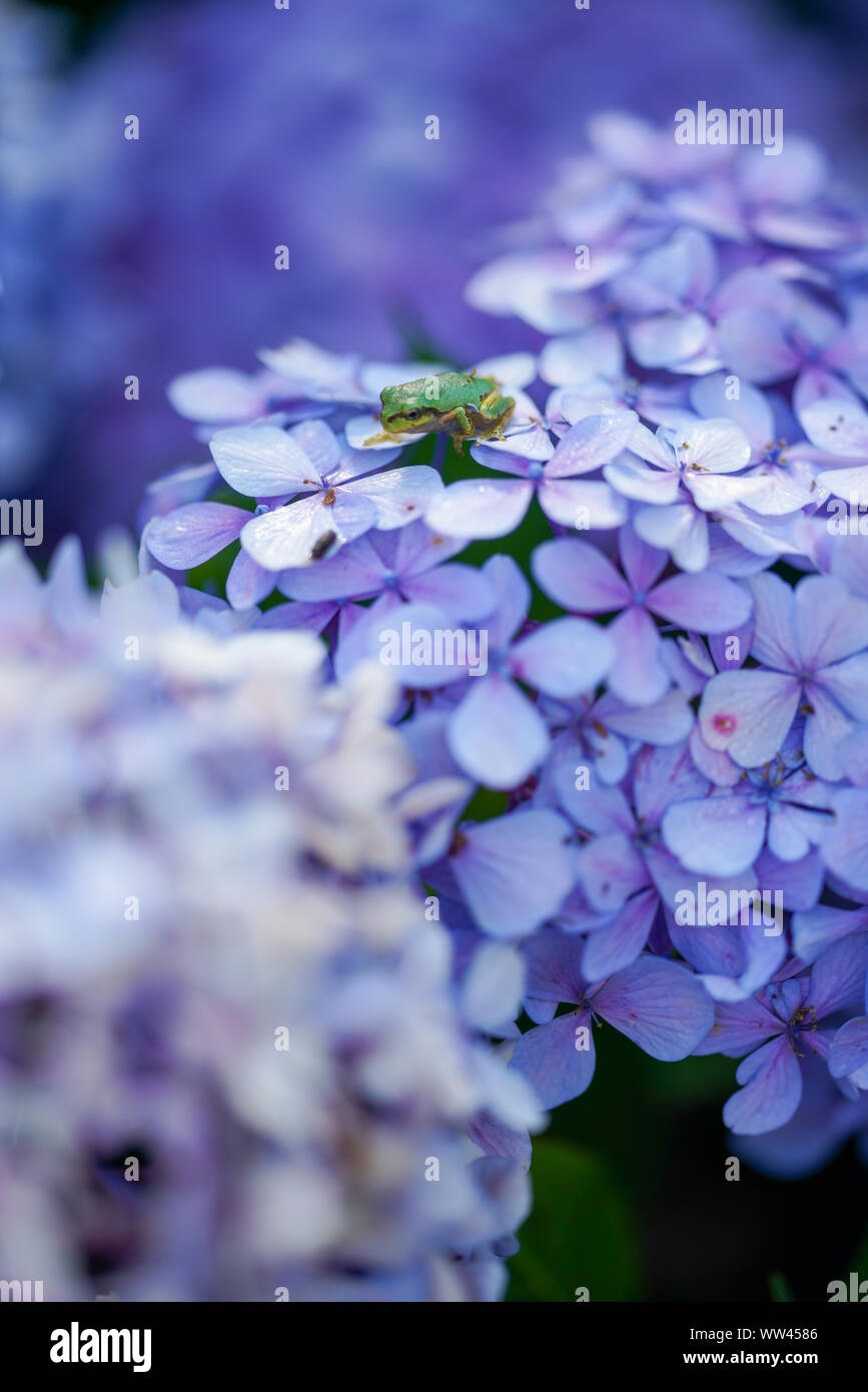 Hydrangea and tree frog Stock Photo - Alamy