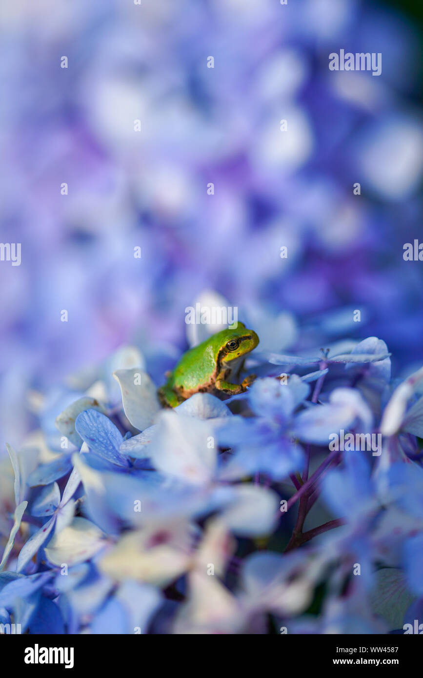 Hydrangea and tree frog Stock Photo - Alamy