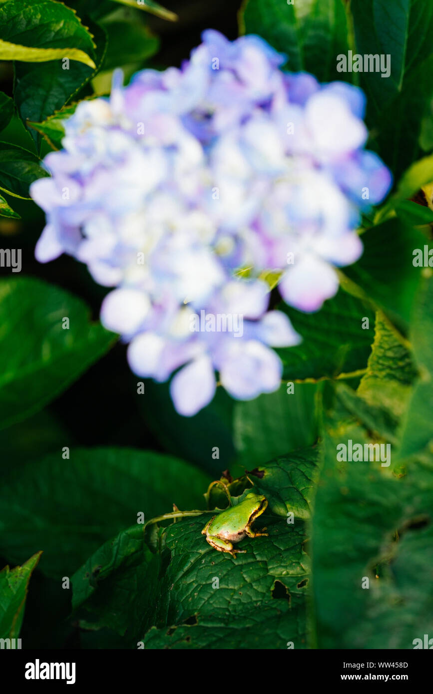 Hyla japonica blue hi-res stock photography and images - Alamy