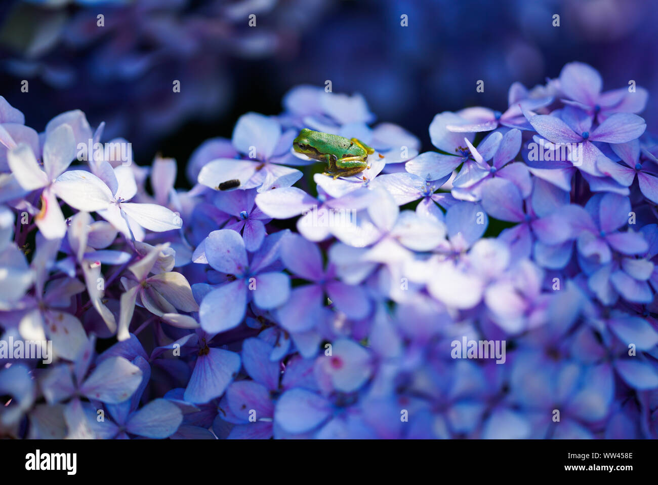 Hydrangea and tree frog Stock Photo - Alamy