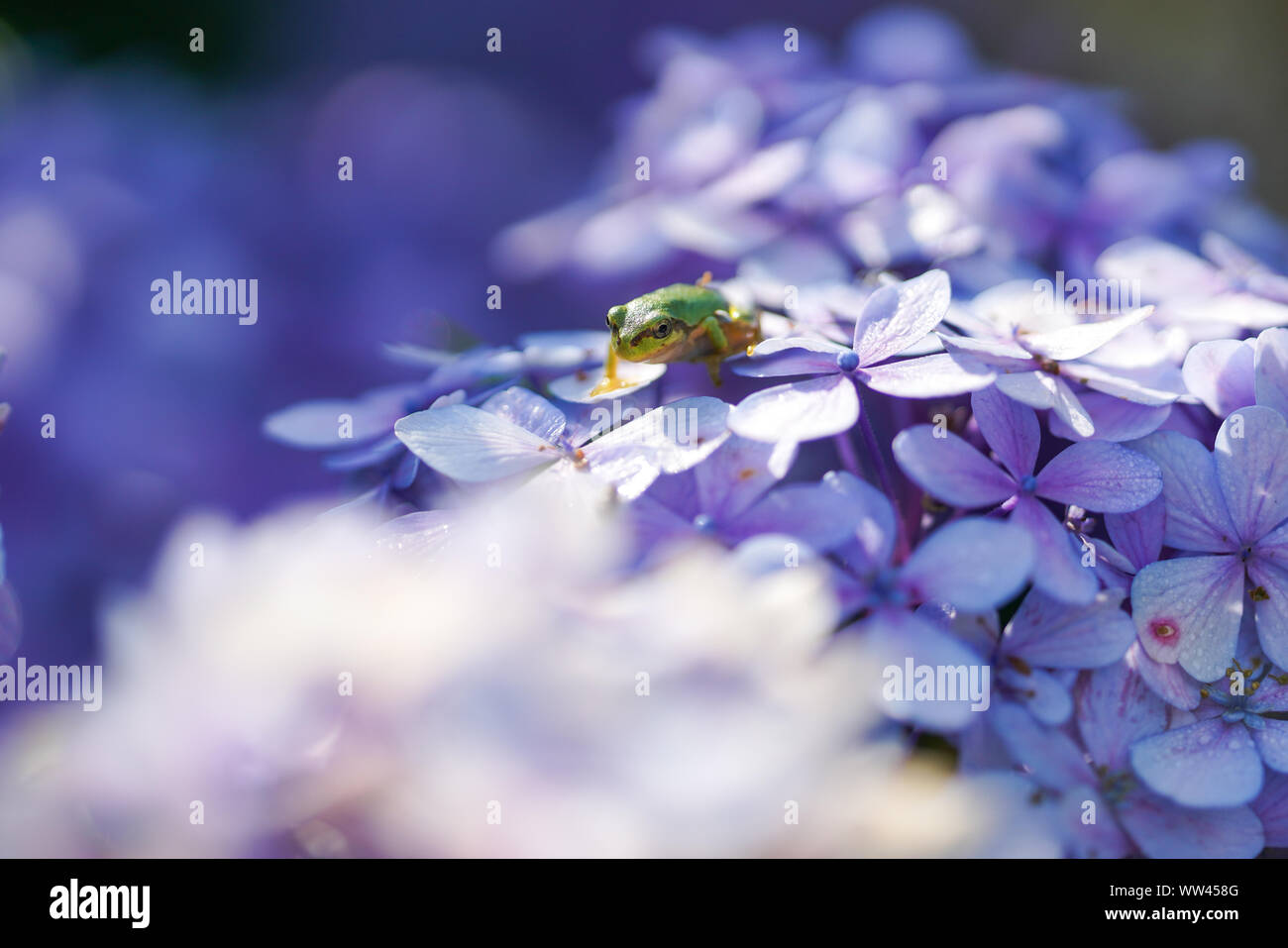 Hydrangea and tree frog Stock Photo - Alamy