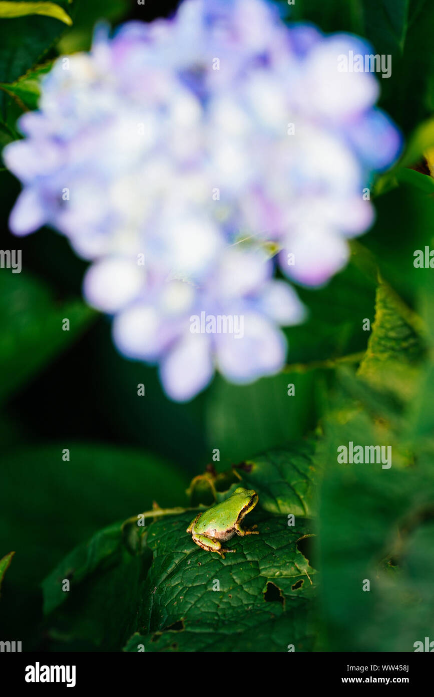 Hydrangea and tree frog Stock Photo - Alamy