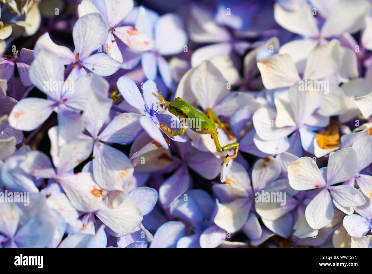 Hydrangea and tree frog Stock Photo - Alamy