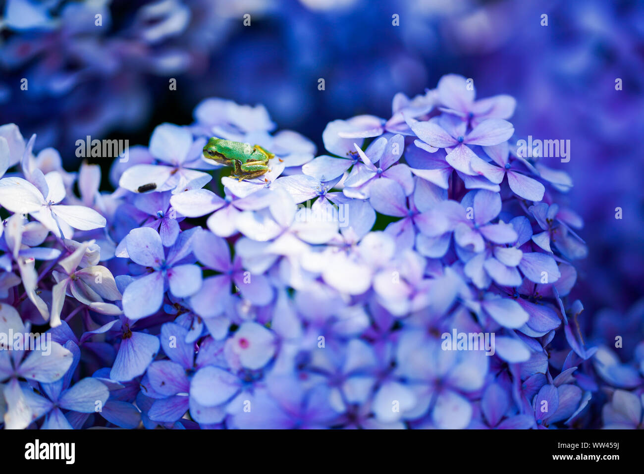 Hydrangea and tree frog Stock Photo - Alamy