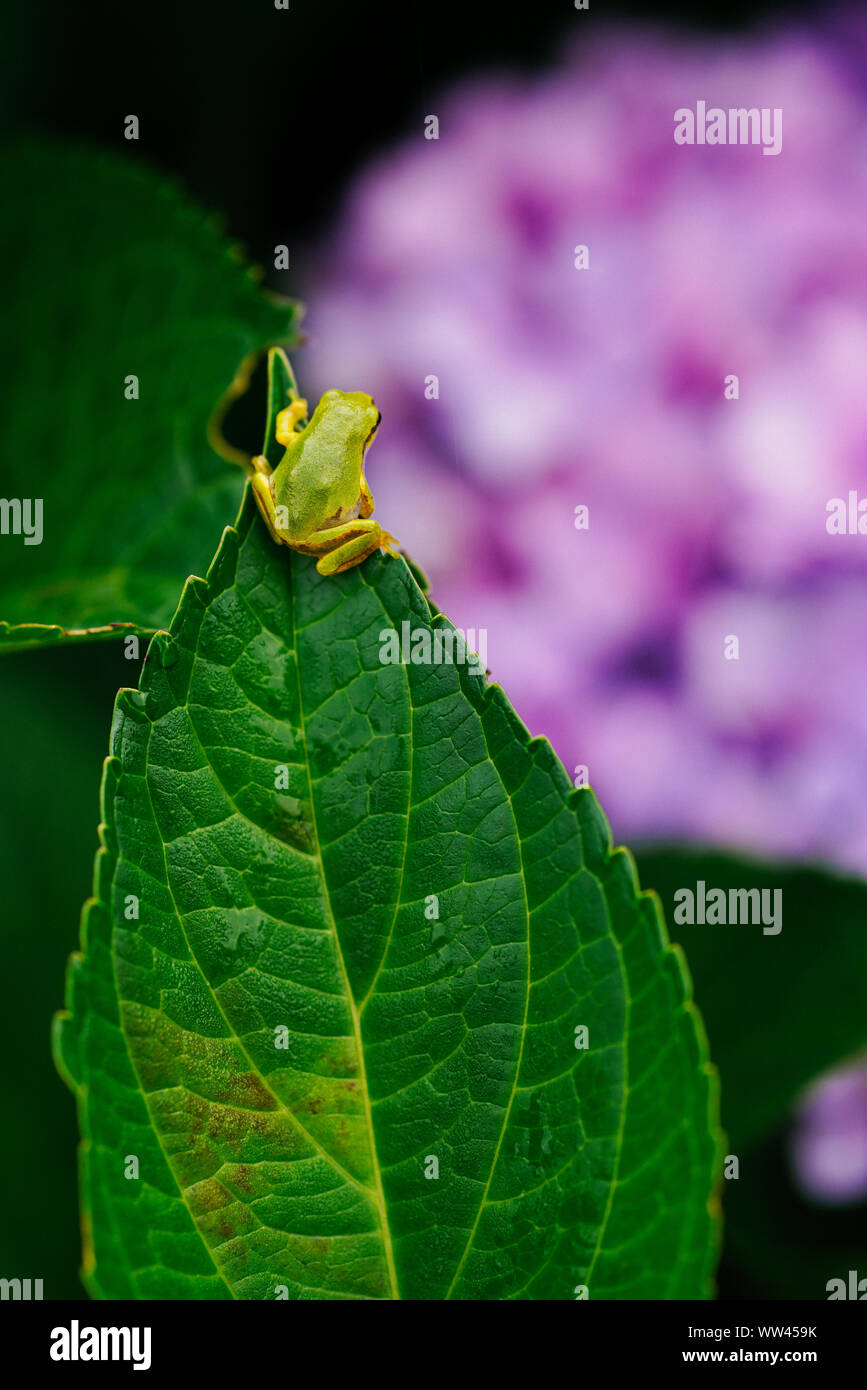 Hydrangea and tree frog Stock Photo - Alamy