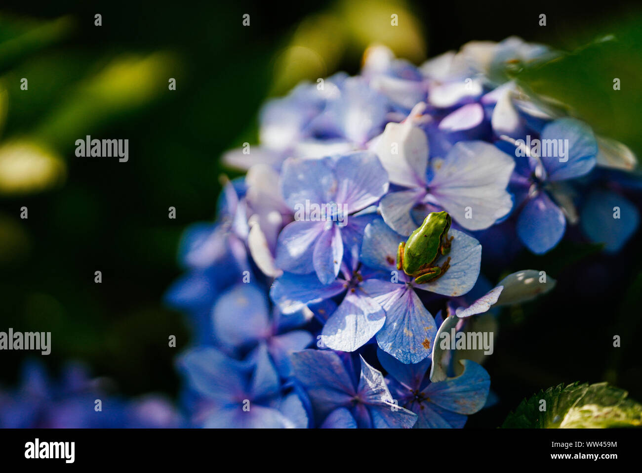 Hydrangea and tree frog Stock Photo - Alamy