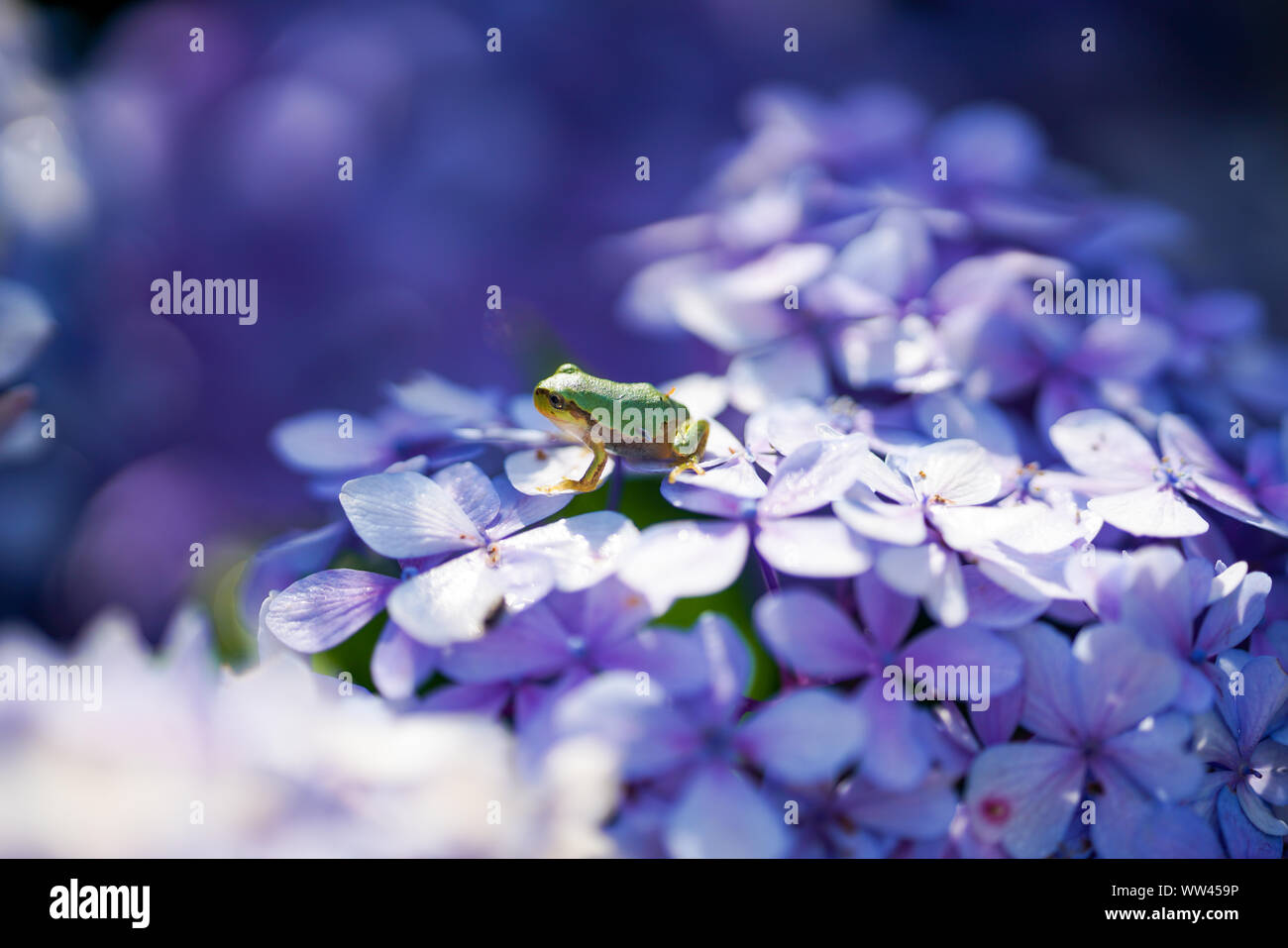 Hydrangea and tree frog Stock Photo - Alamy