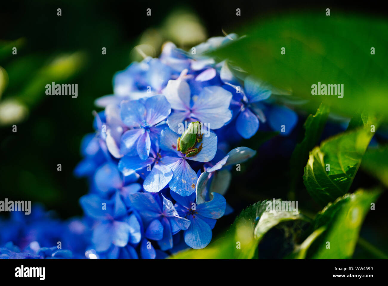 Hydrangea and tree frog Stock Photo - Alamy