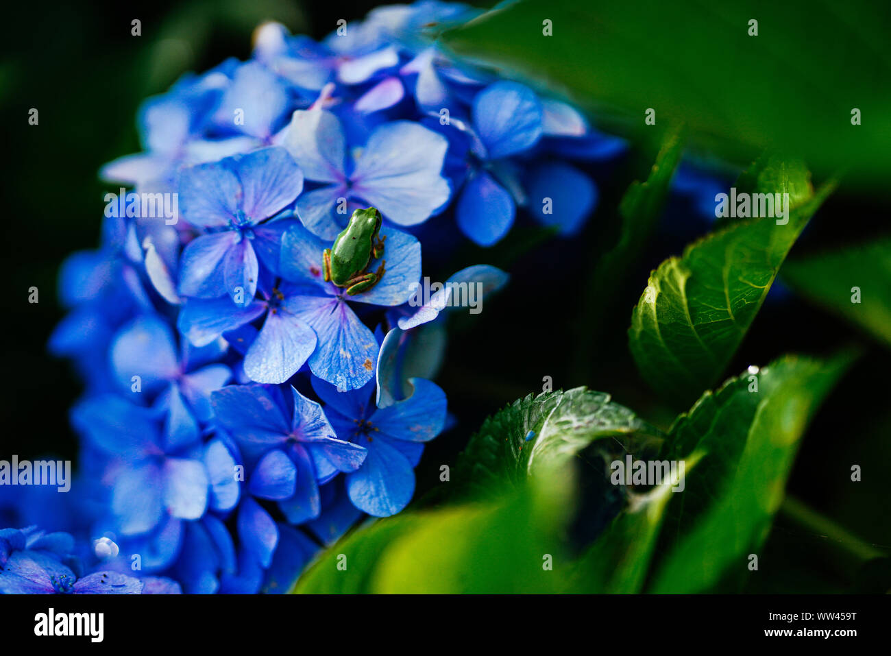 Hydrangea and tree frog Stock Photo - Alamy