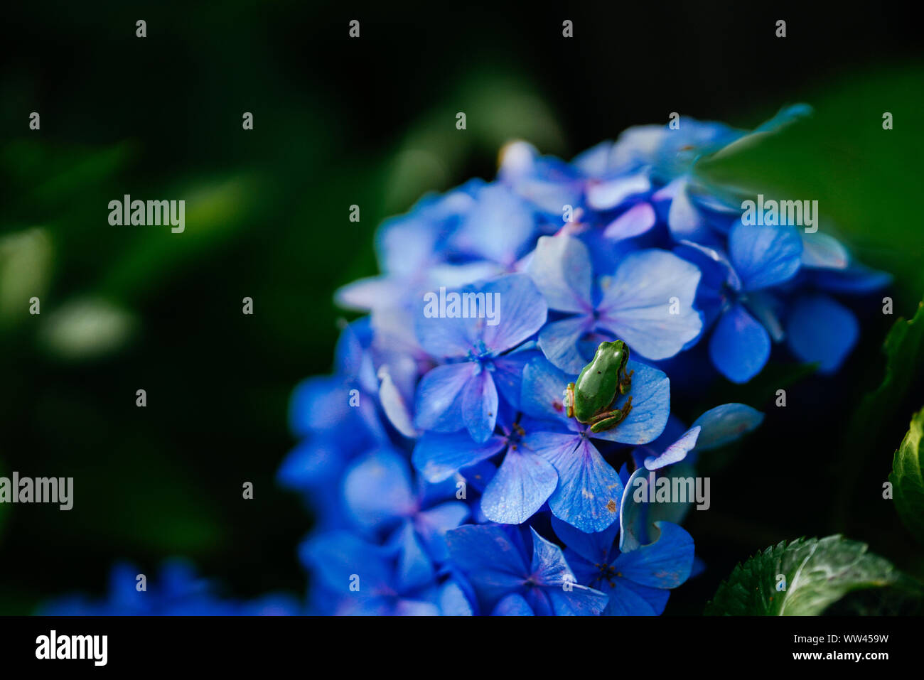 Hydrangea and tree frog Stock Photo - Alamy