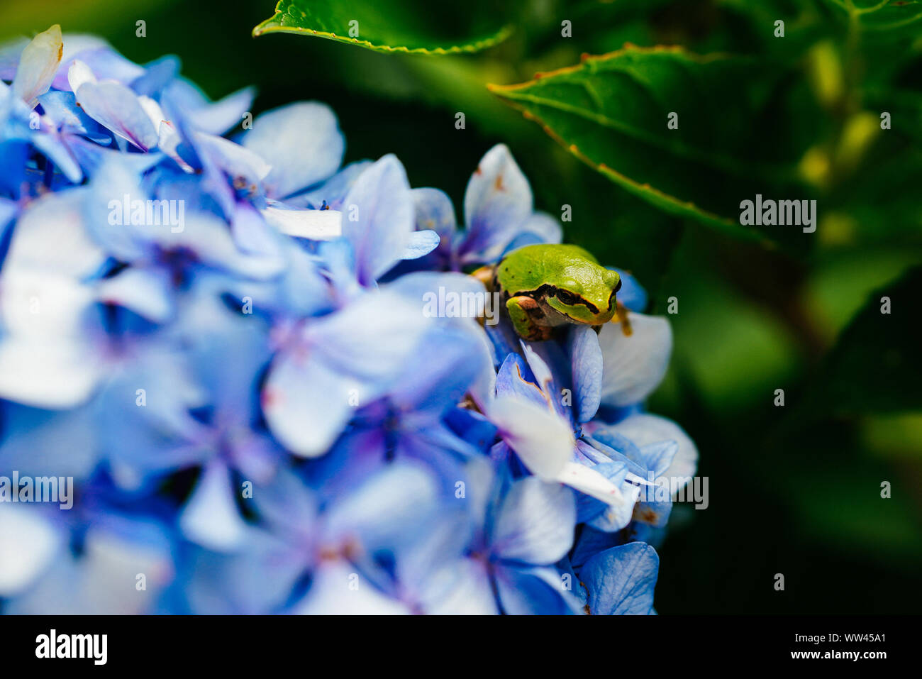 Hydrangea and tree frog Stock Photo - Alamy