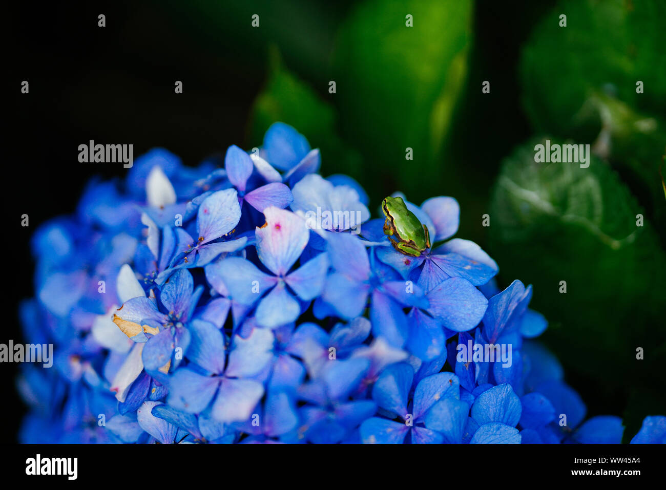 Hydrangea and tree frog Stock Photo - Alamy