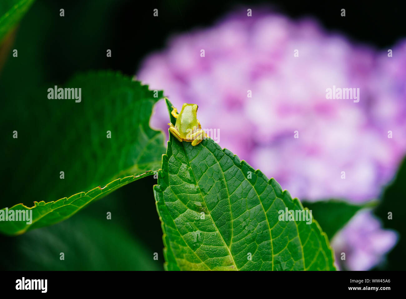 Hydrangea and tree frog Stock Photo - Alamy