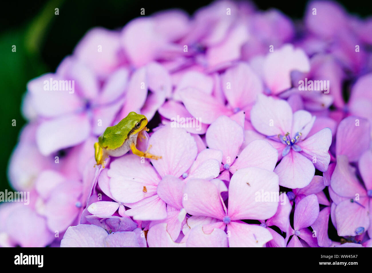 Hydrangea and tree frog Stock Photo - Alamy