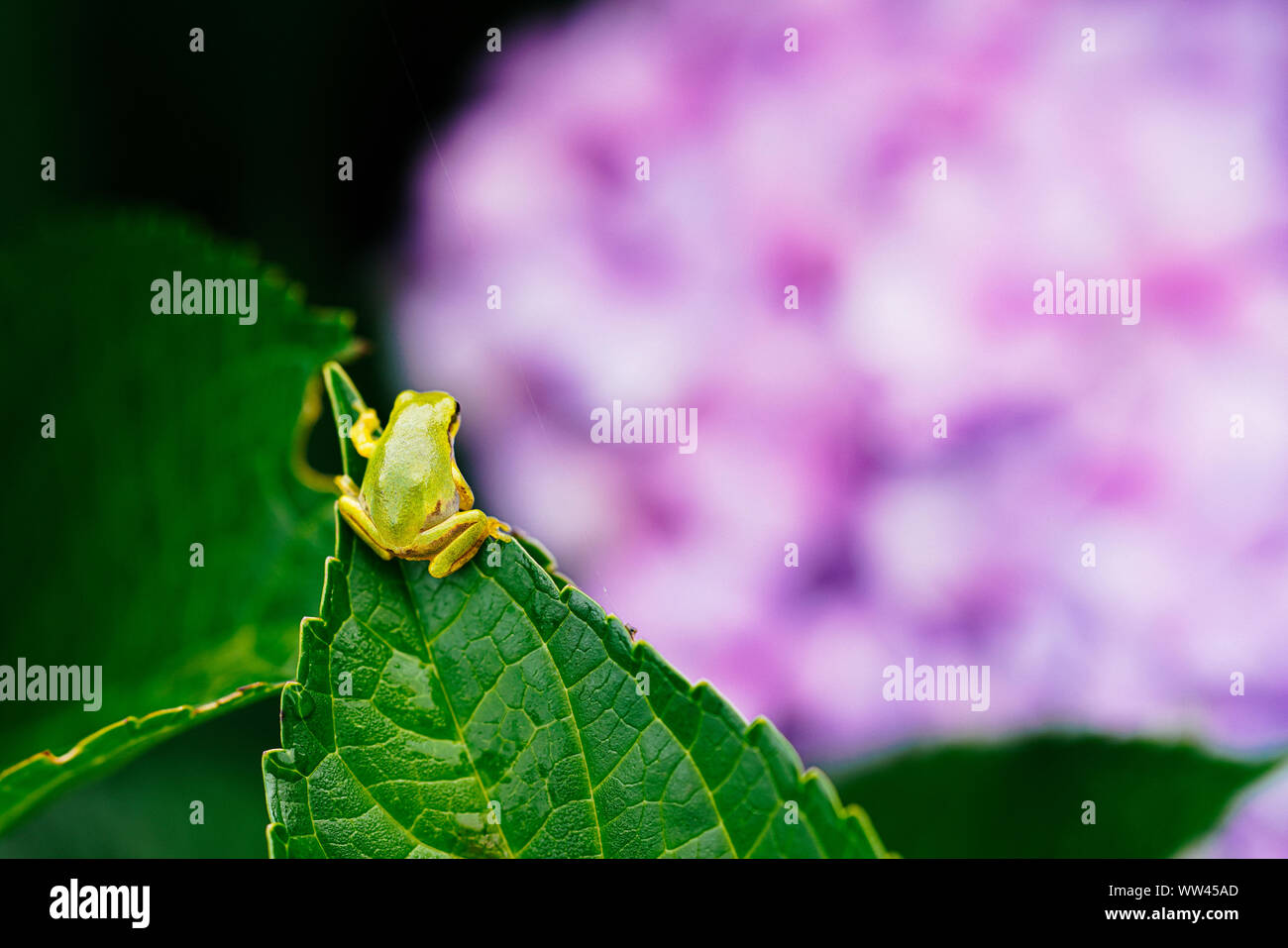 Hyla japonica hi-res stock photography and images - Alamy
