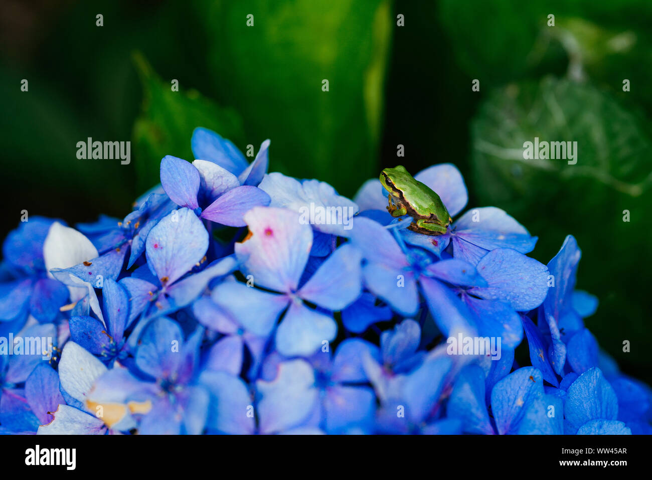 Hydrangea and tree frog Stock Photo - Alamy