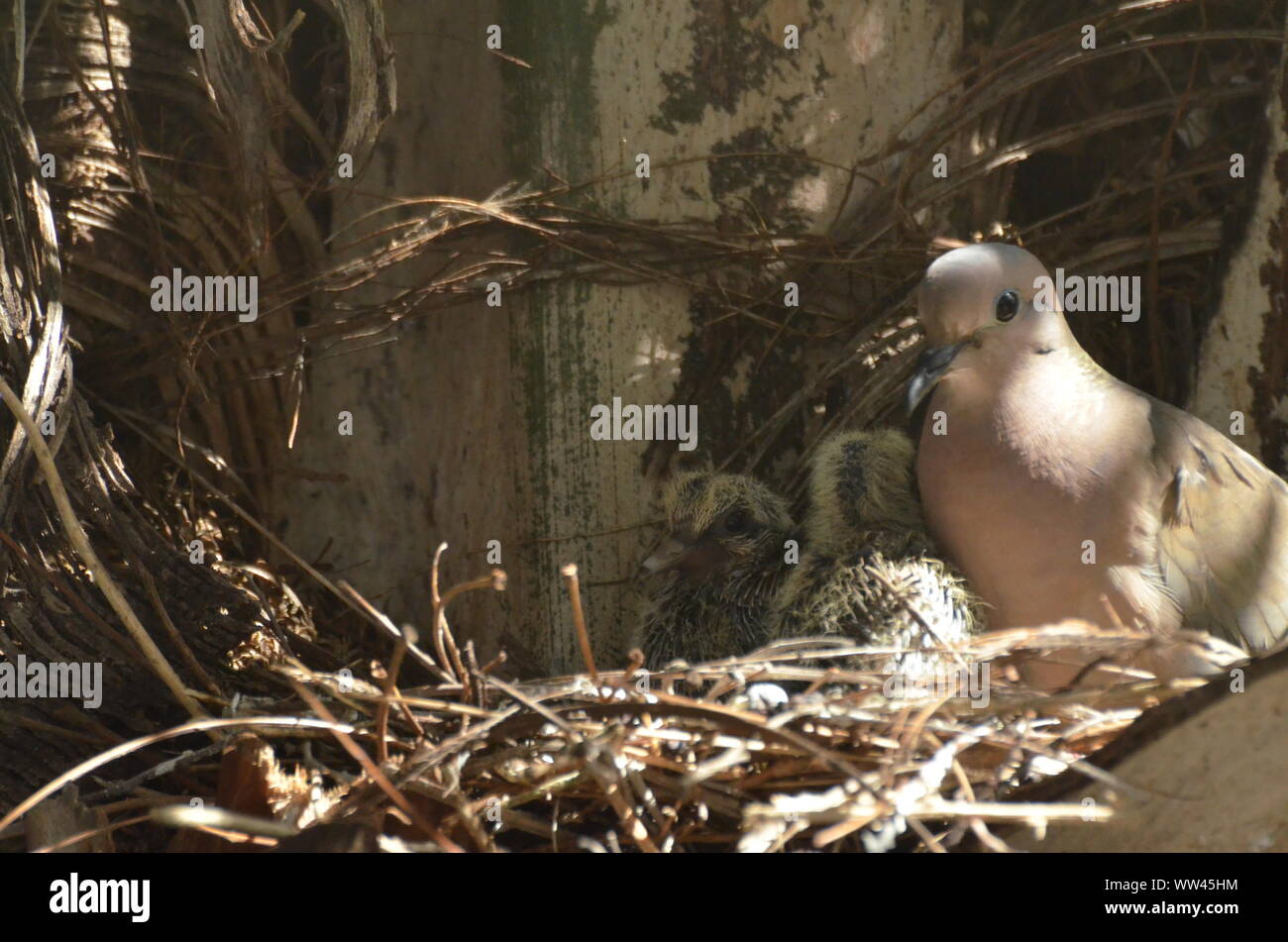 Bird nurturing and feeding baby birds on their nest Stock Photo - Alamy