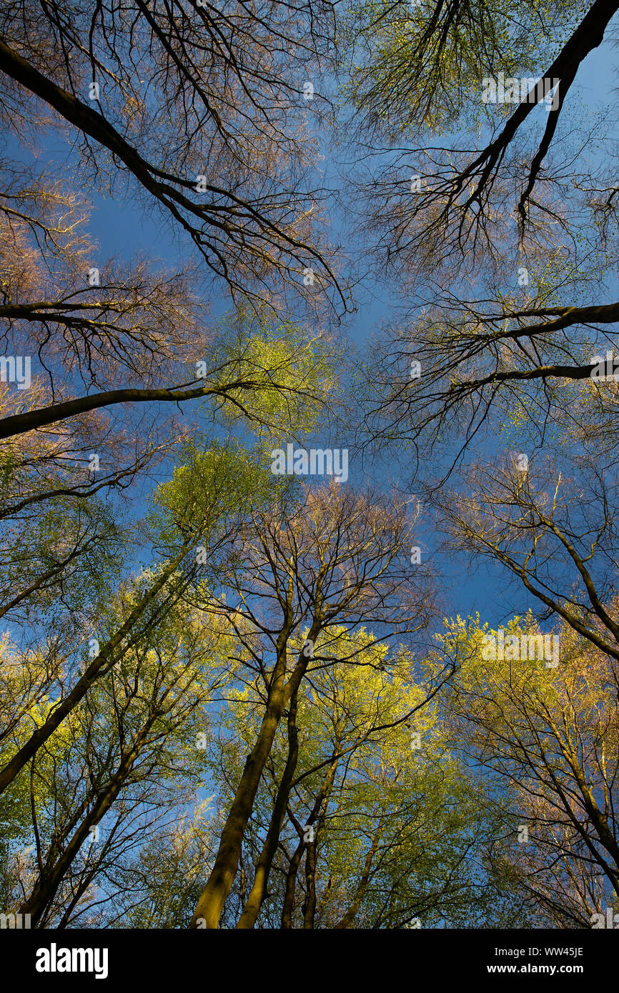 Trees Looking Up Leaves Stock Photos & Trees Looking Up Leaves Stock ...
