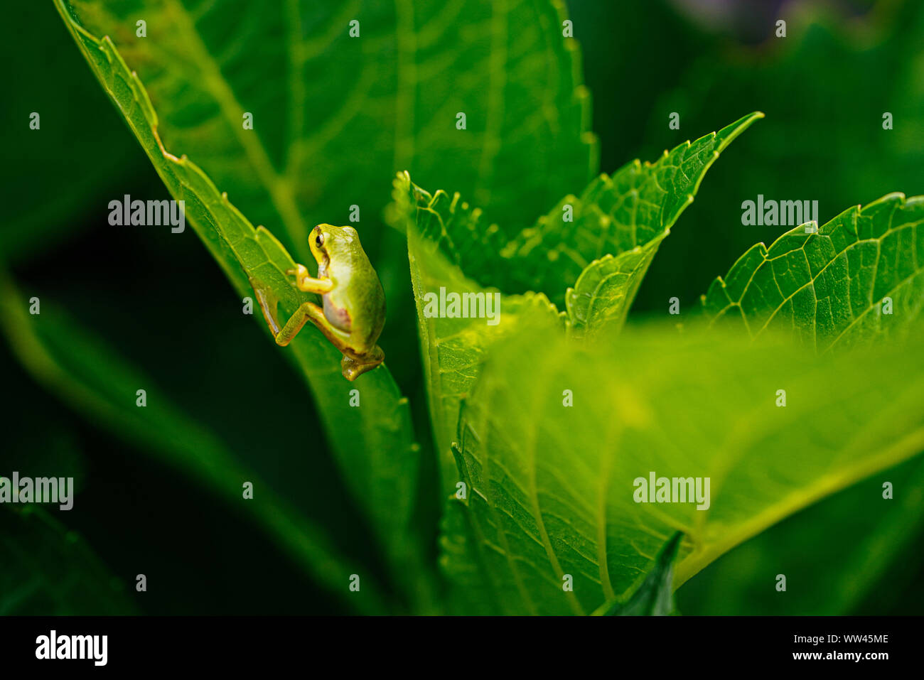 Hyla japonica hi-res stock photography and images - Alamy