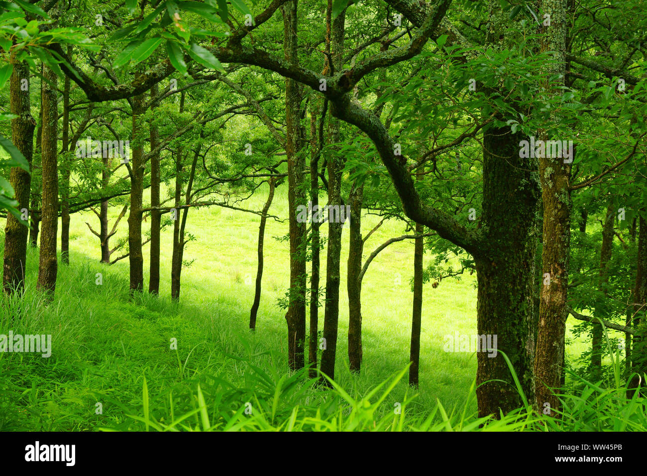 Forest of Aso, Kumamoto Prefecture, Japan Stock Photo - Alamy