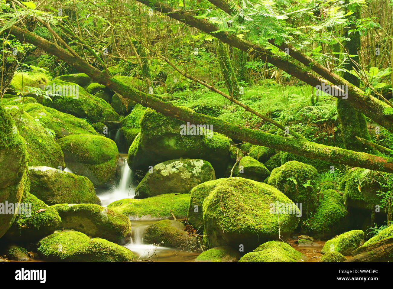 Forest of Aso, Kumamoto Prefecture, Japan Stock Photo - Alamy