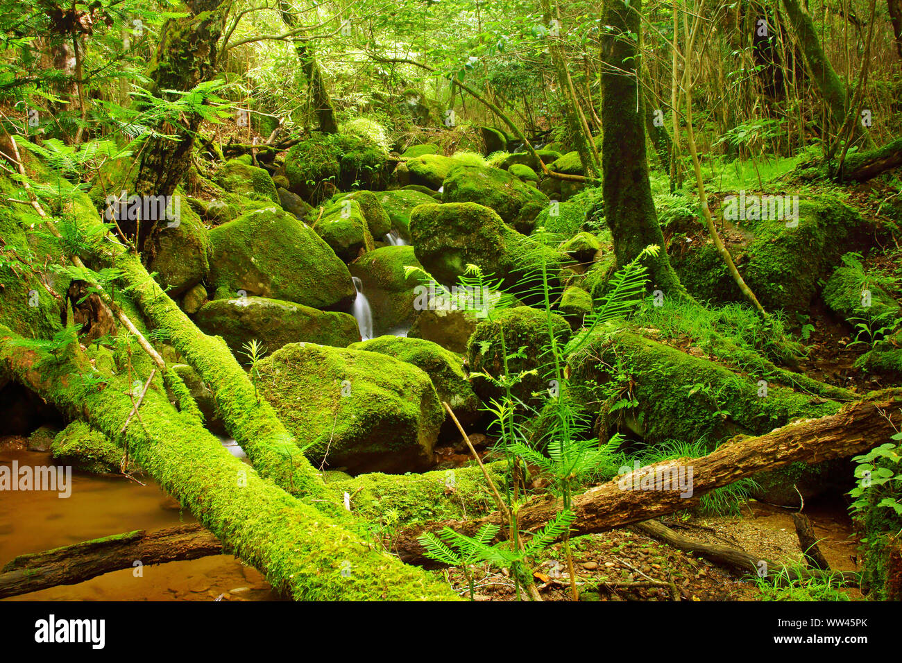 Forest of Aso, Kumamoto Prefecture, Japan Stock Photo - Alamy
