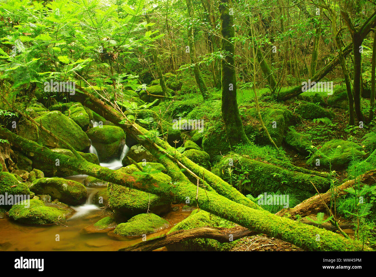 Forest of Aso, Kumamoto Prefecture, Japan Stock Photo - Alamy