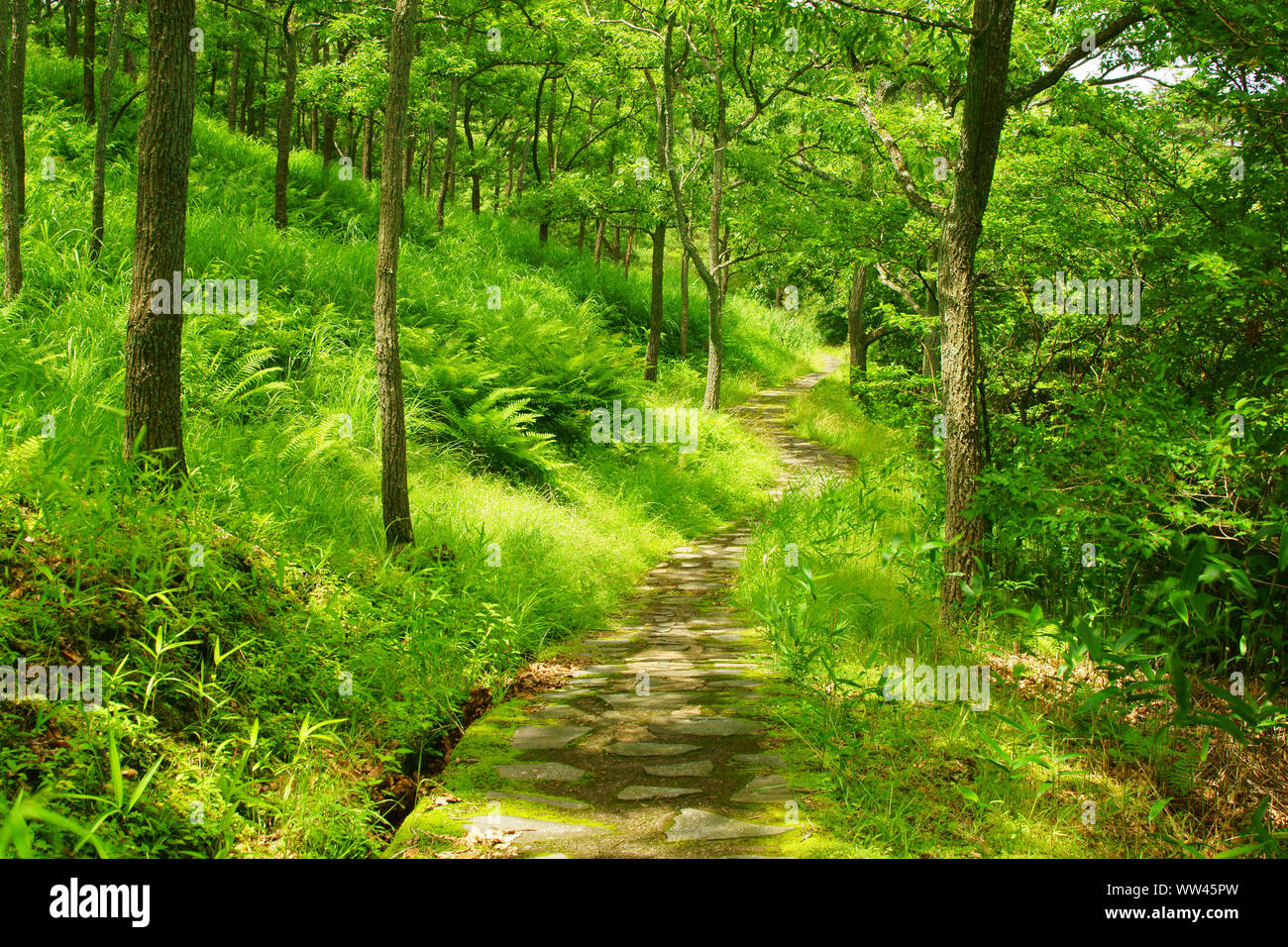 Forest of Aso, Kumamoto Prefecture, Japan Stock Photo - Alamy