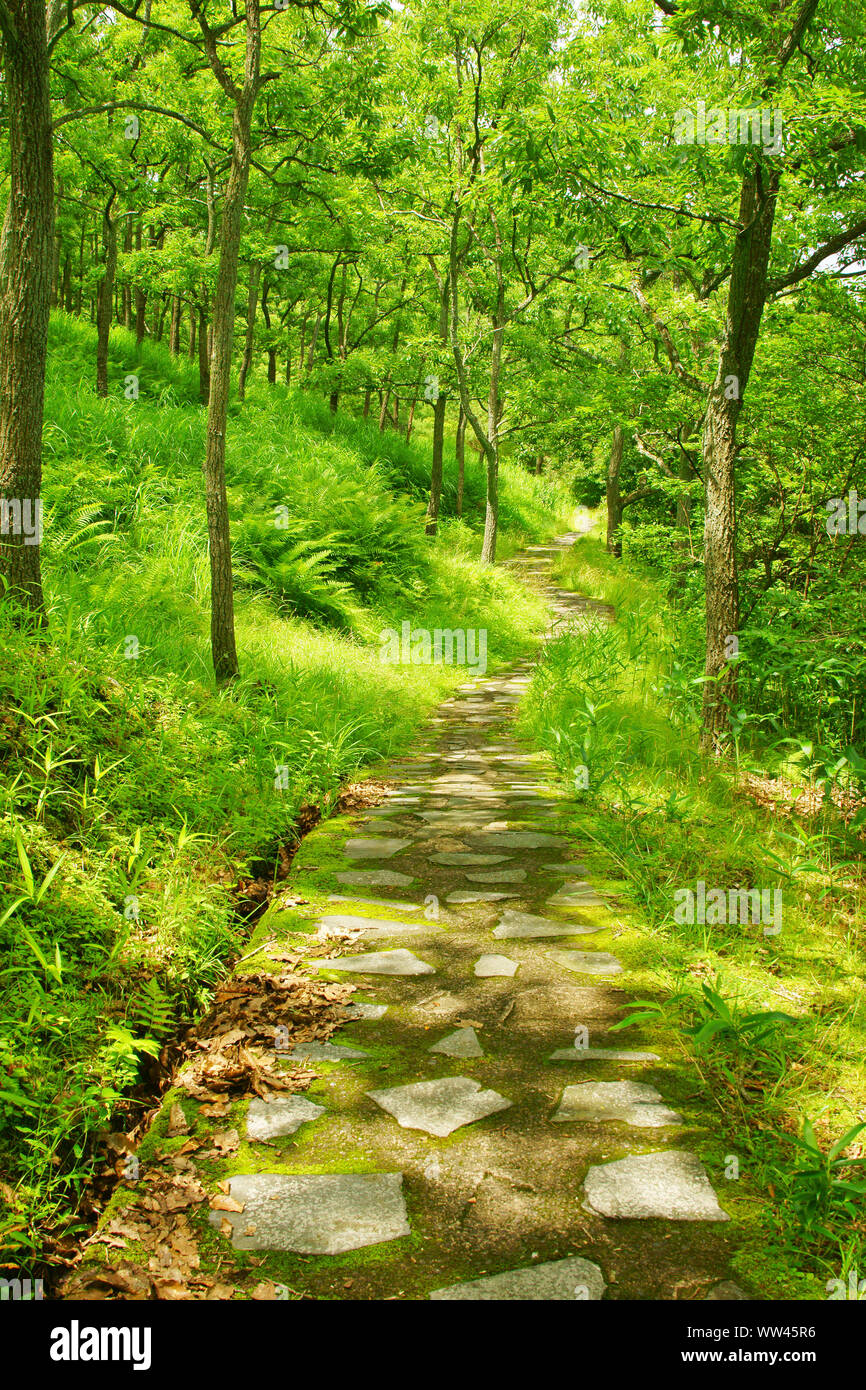 Forest of Aso, Kumamoto Prefecture, Japan Stock Photo - Alamy