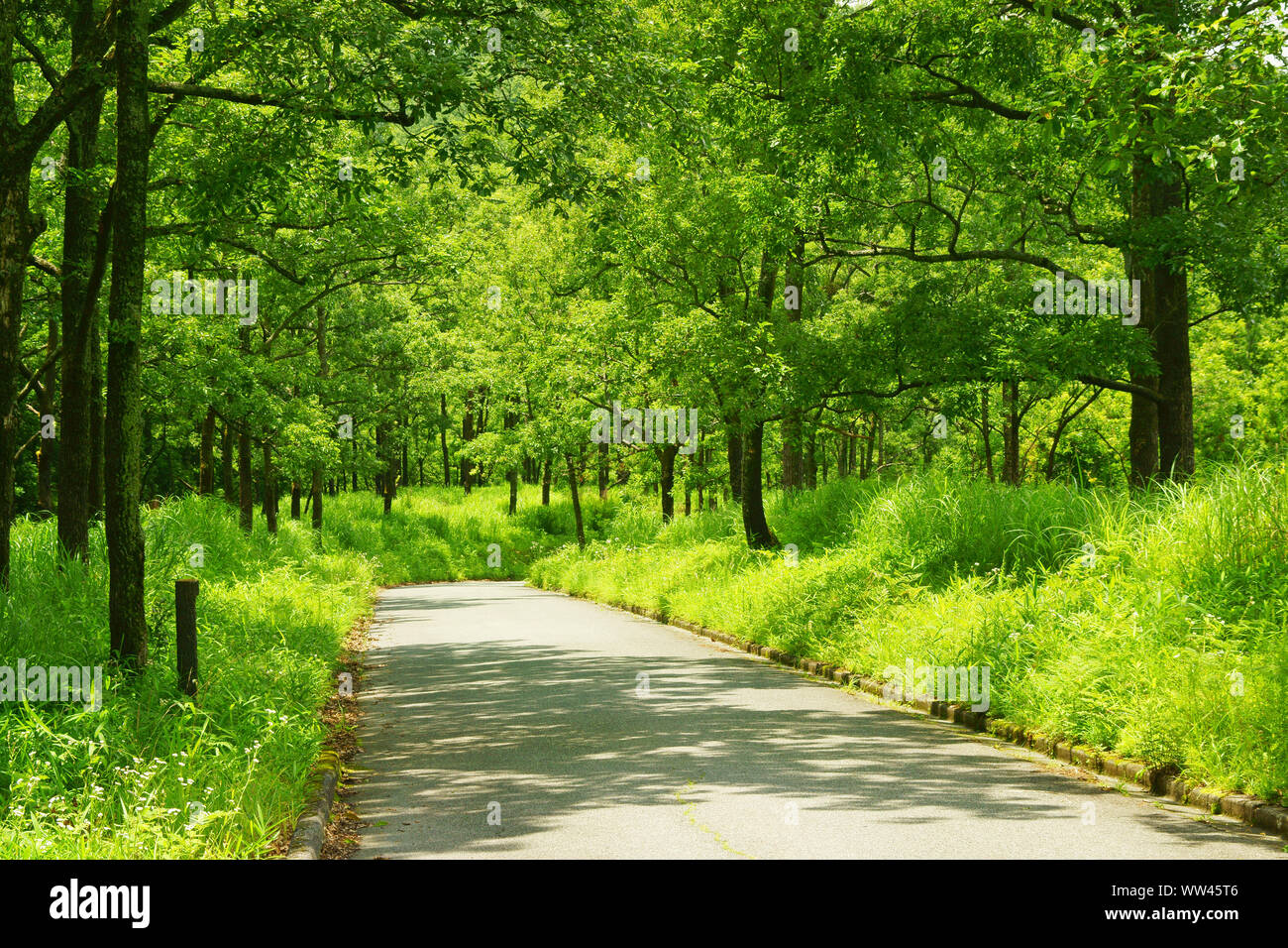 Forest of Aso, Kumamoto Prefecture, Japan Stock Photo - Alamy