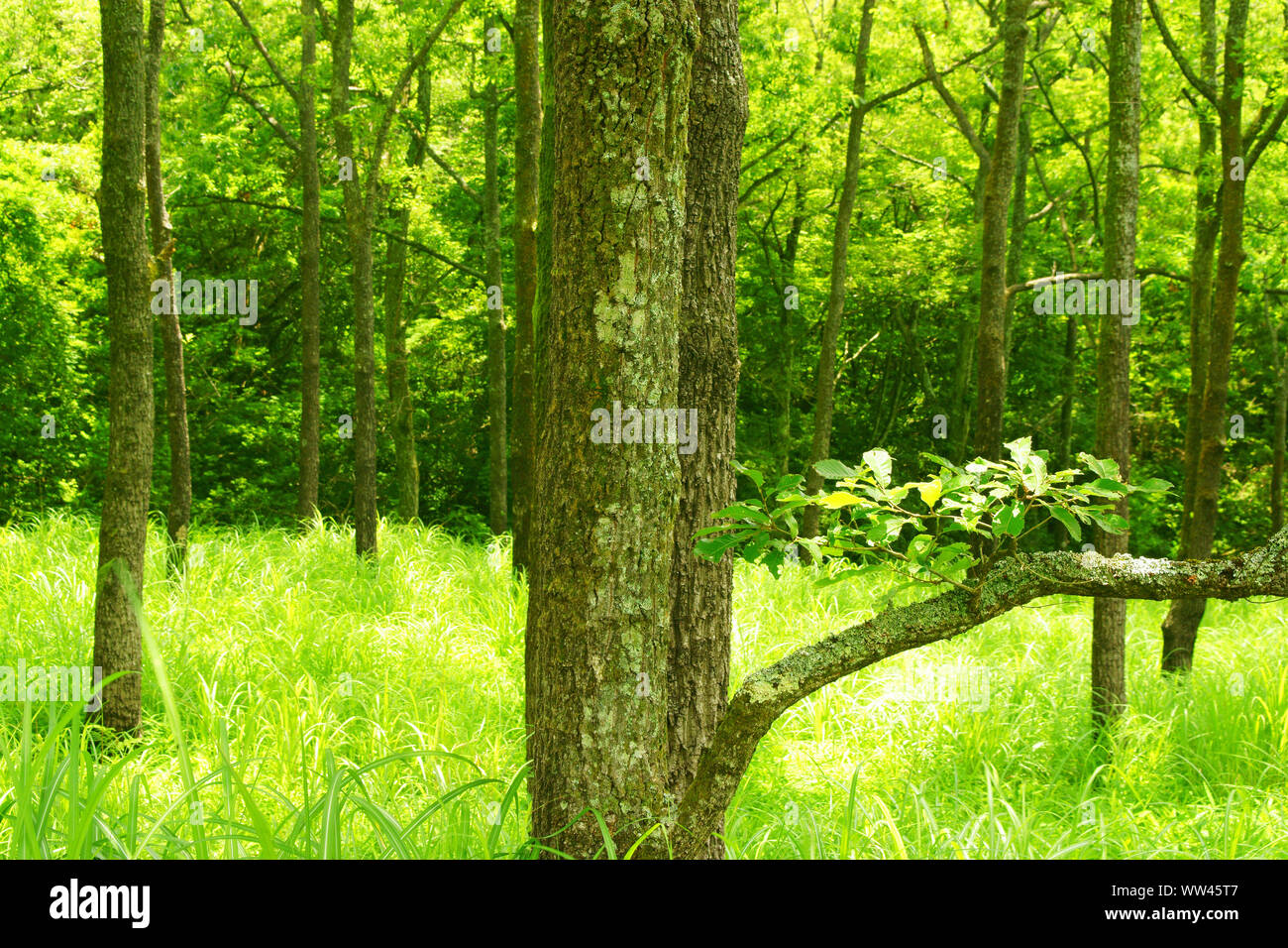 Forest of Aso, Kumamoto Prefecture, Japan Stock Photo - Alamy