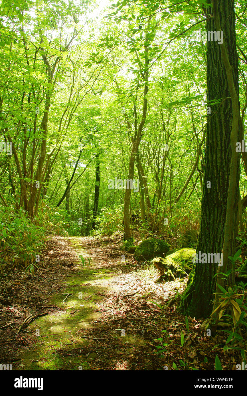 Forest of Aso, Kumamoto Prefecture, Japan Stock Photo - Alamy