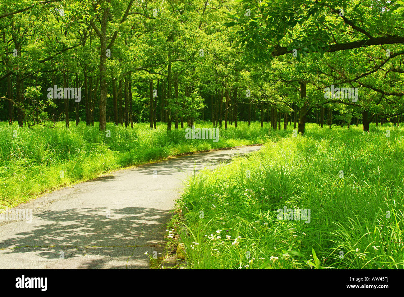 Forest of Aso, Kumamoto Prefecture, Japan Stock Photo - Alamy