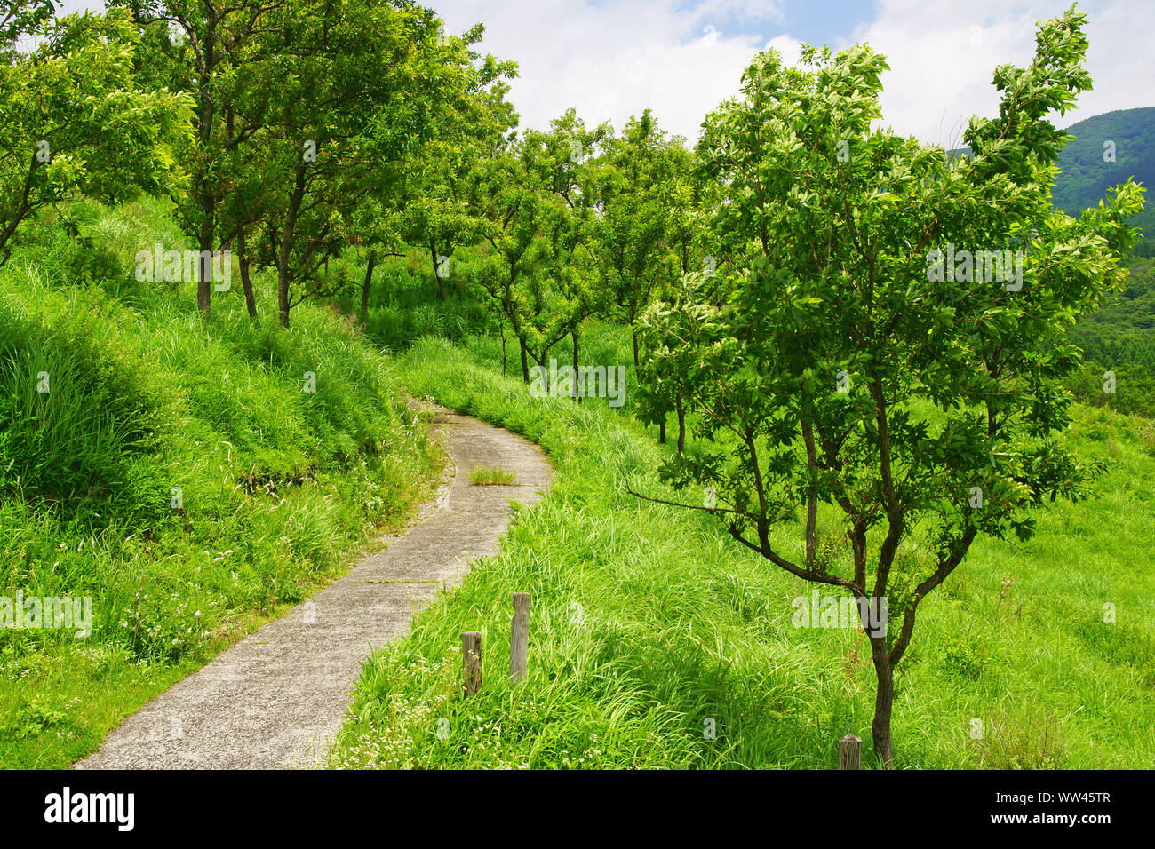 Forest of Aso, Kumamoto Prefecture, Japan Stock Photo - Alamy