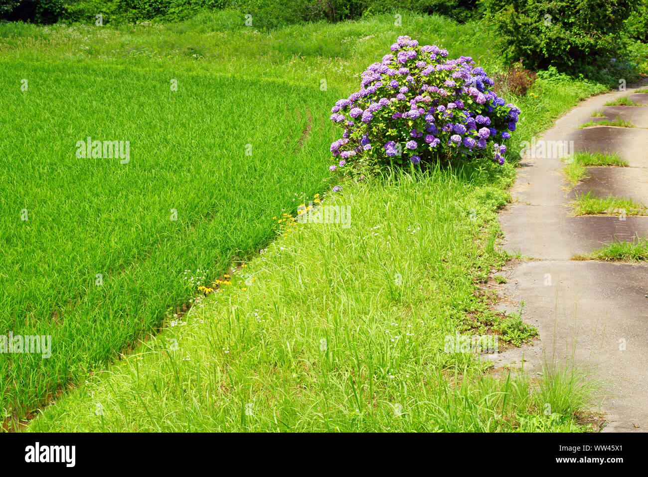 Hydrangea japan forest hi-res stock photography and images - Alamy