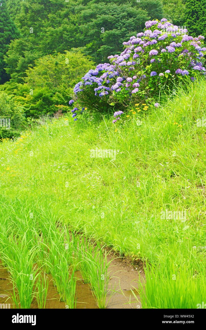 Hydrangea japan forest hi-res stock photography and images - Alamy