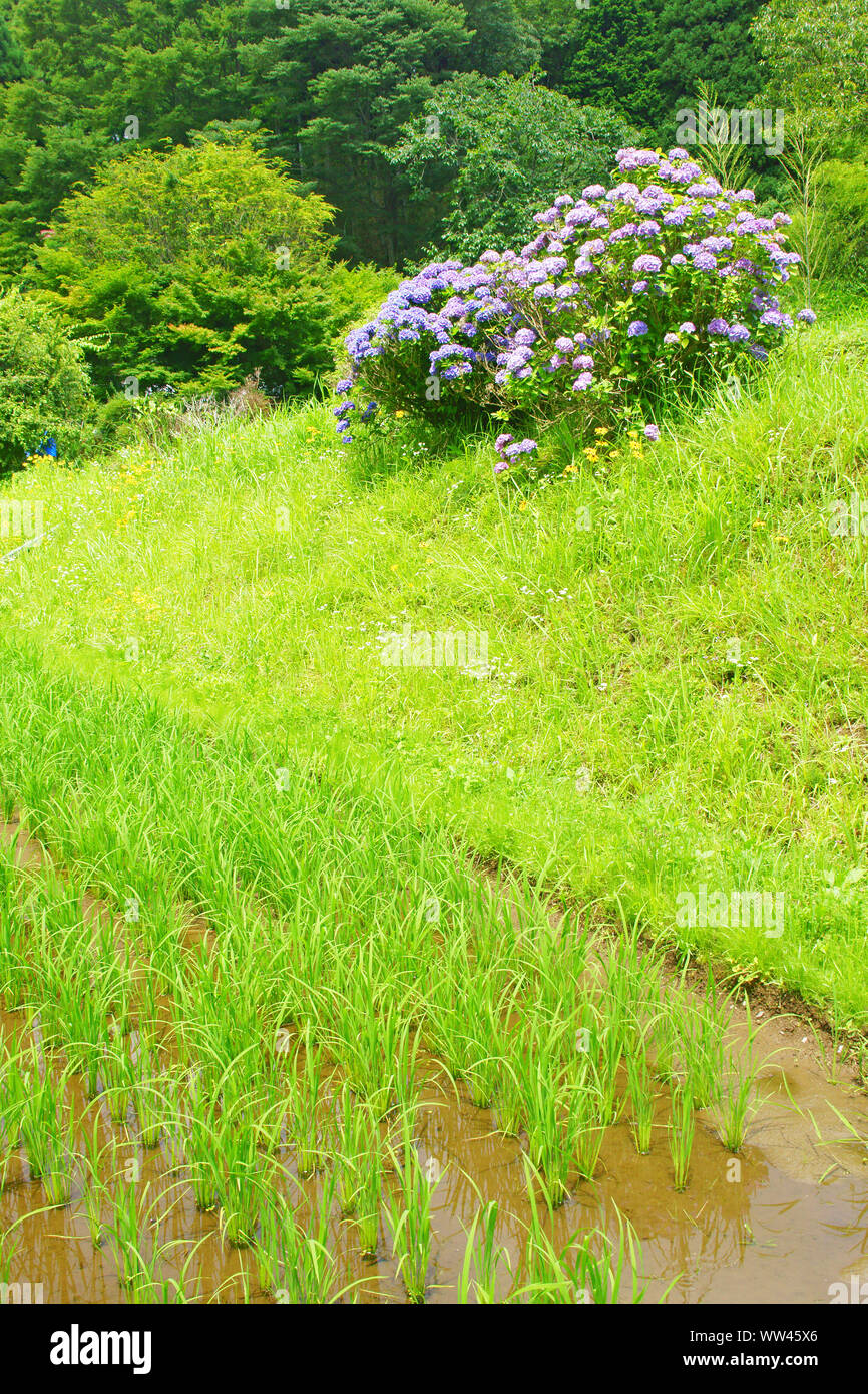 Hydrangea japan forest hi-res stock photography and images - Alamy