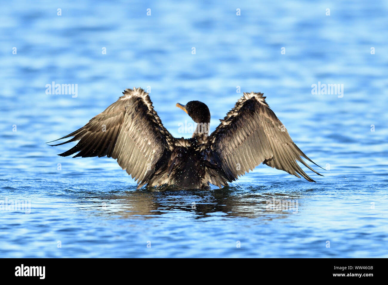 Double Crested Cormorant diving in the water Stock Photo - Alamy