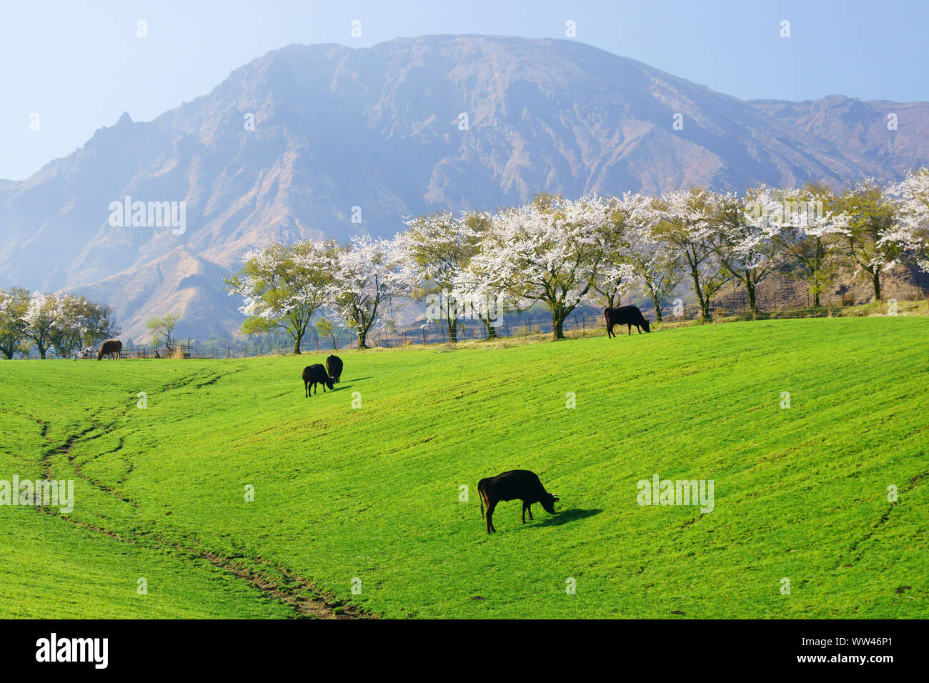 Grass field in spring Stock Photo - Alamy