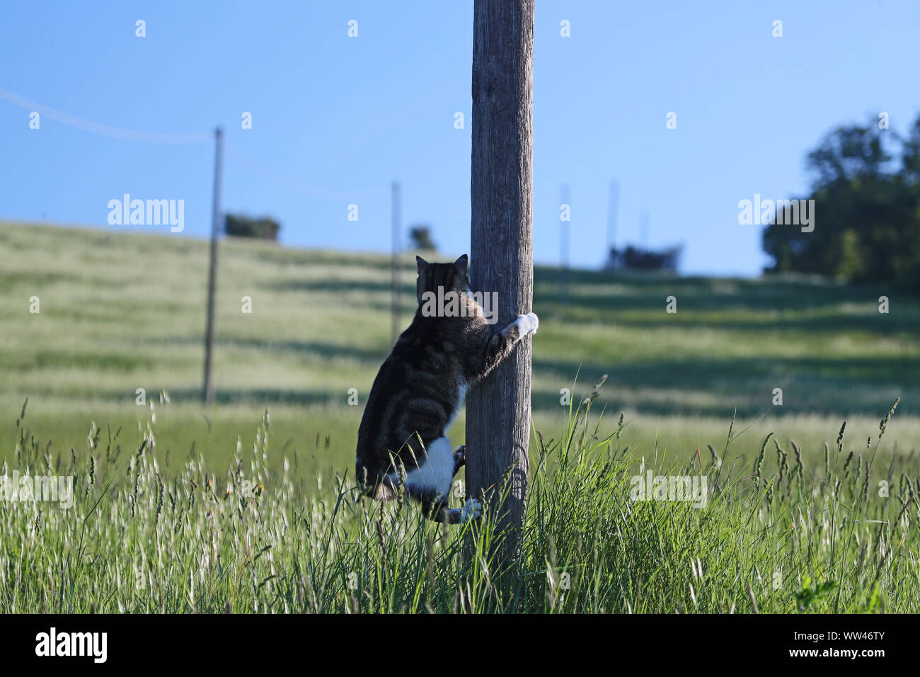 Tabby cat state symbol of Massachusetts and rescue pet symbol of ...