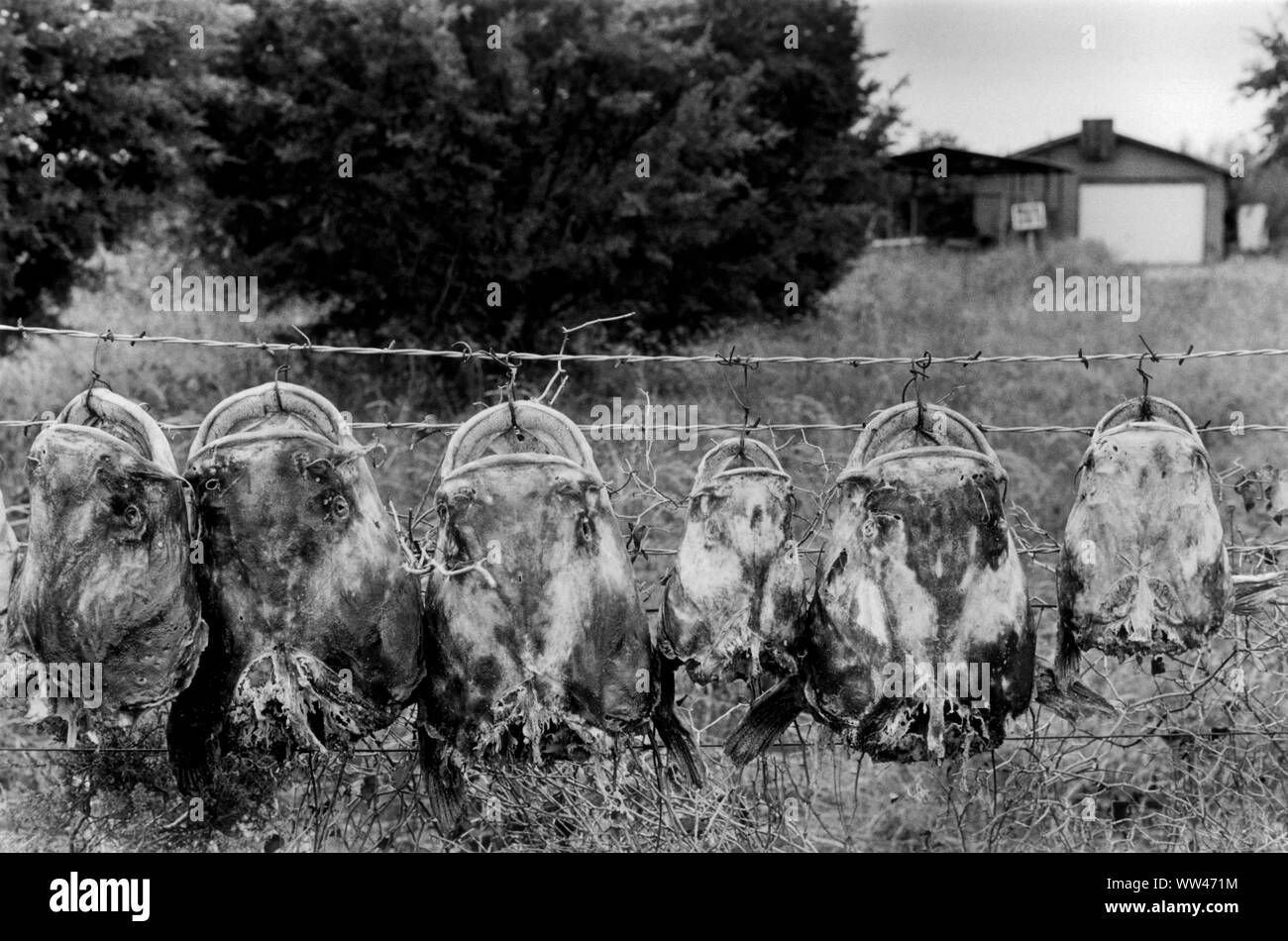 Small town America. Lone Camp, Texas 1990s USA. Cat fish heads hang on ...