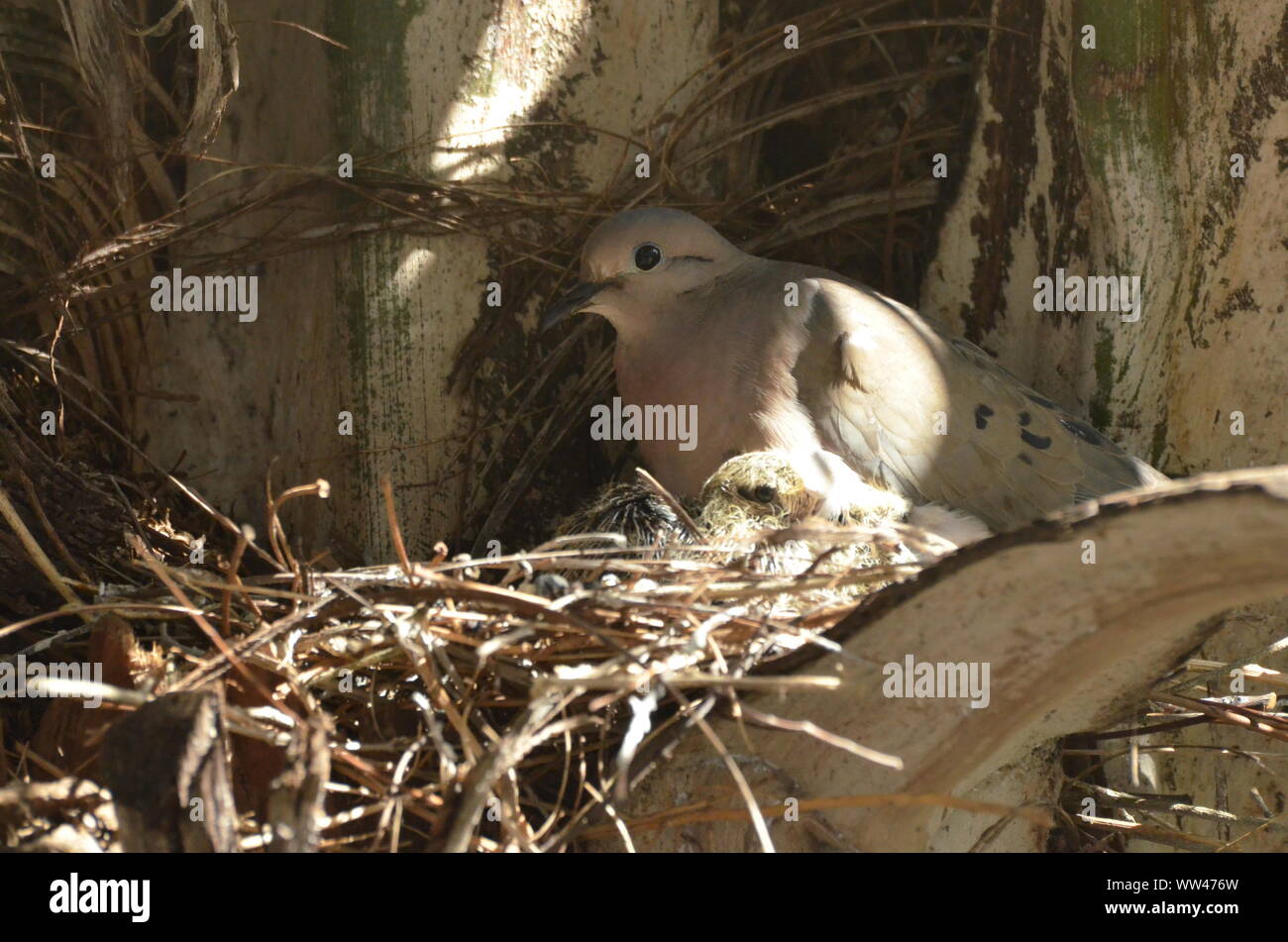 Bird nurturing and feeding baby birds on their nest Stock Photo - Alamy