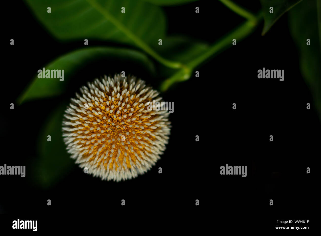 Neolamarckia cadamba, burflower-tree, laran, and Leichhardt pine kadam ...