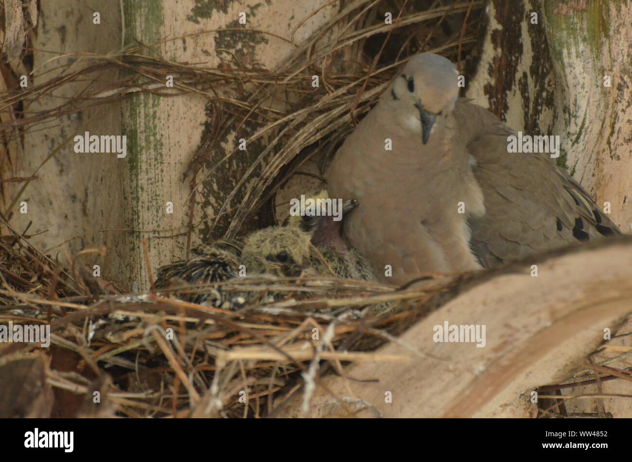 Bird nurturing and feeding baby birds on their nest Stock Photo - Alamy